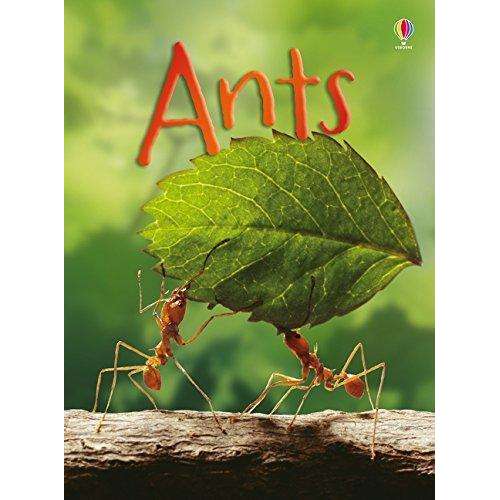 Usborne Beginners Nature 10 Books Set Collection (Ants, Bugs, Spiders ...